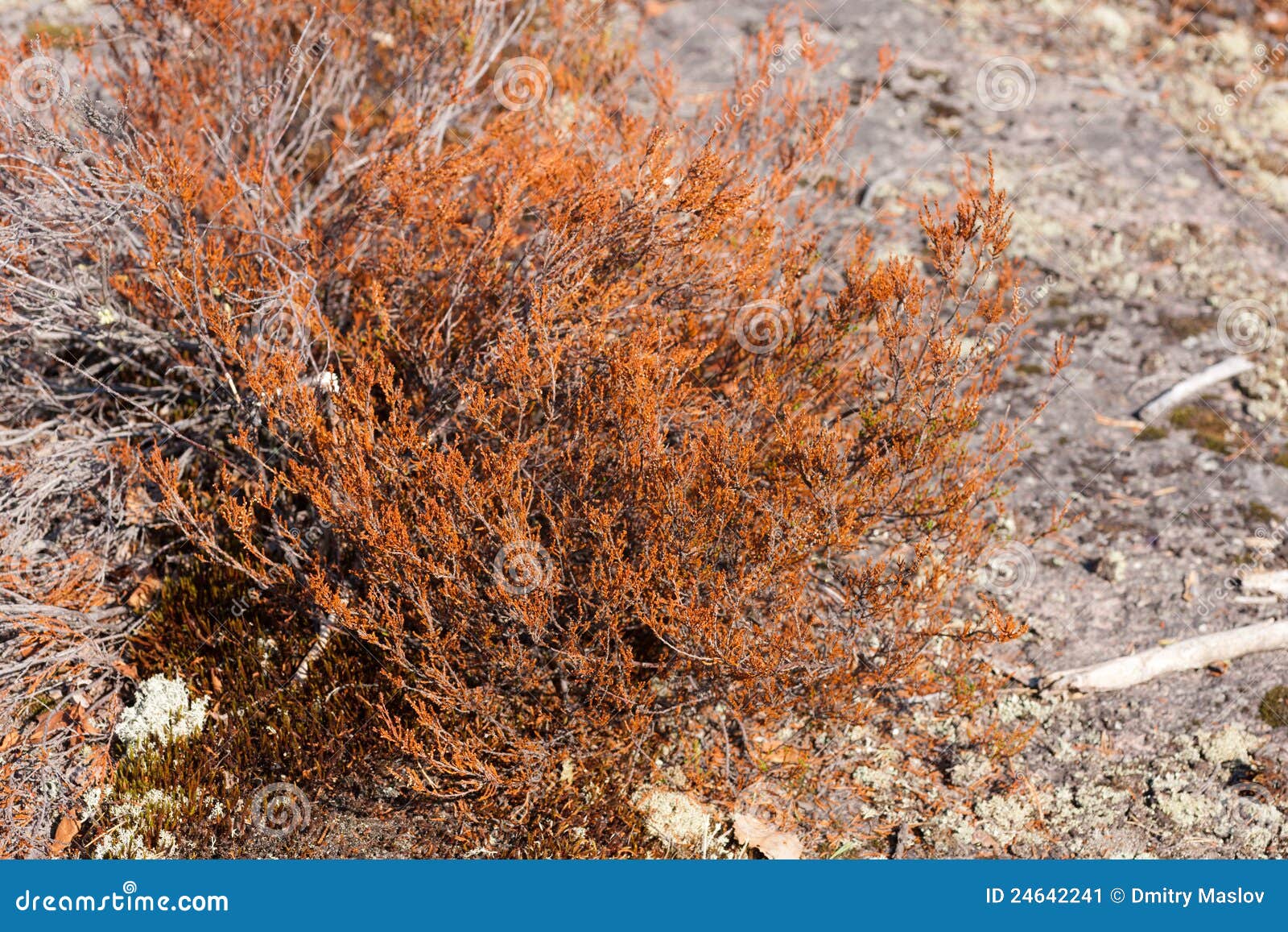 Bush Dry Heather Stock Photos - Royalty Free Images