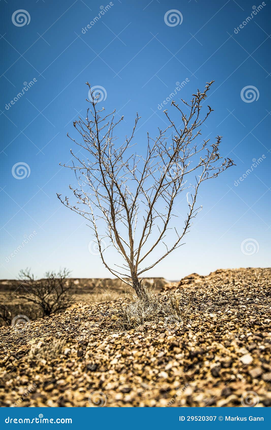 Bush in the Dry Stone Desert Stock Image - Image of boulder ...