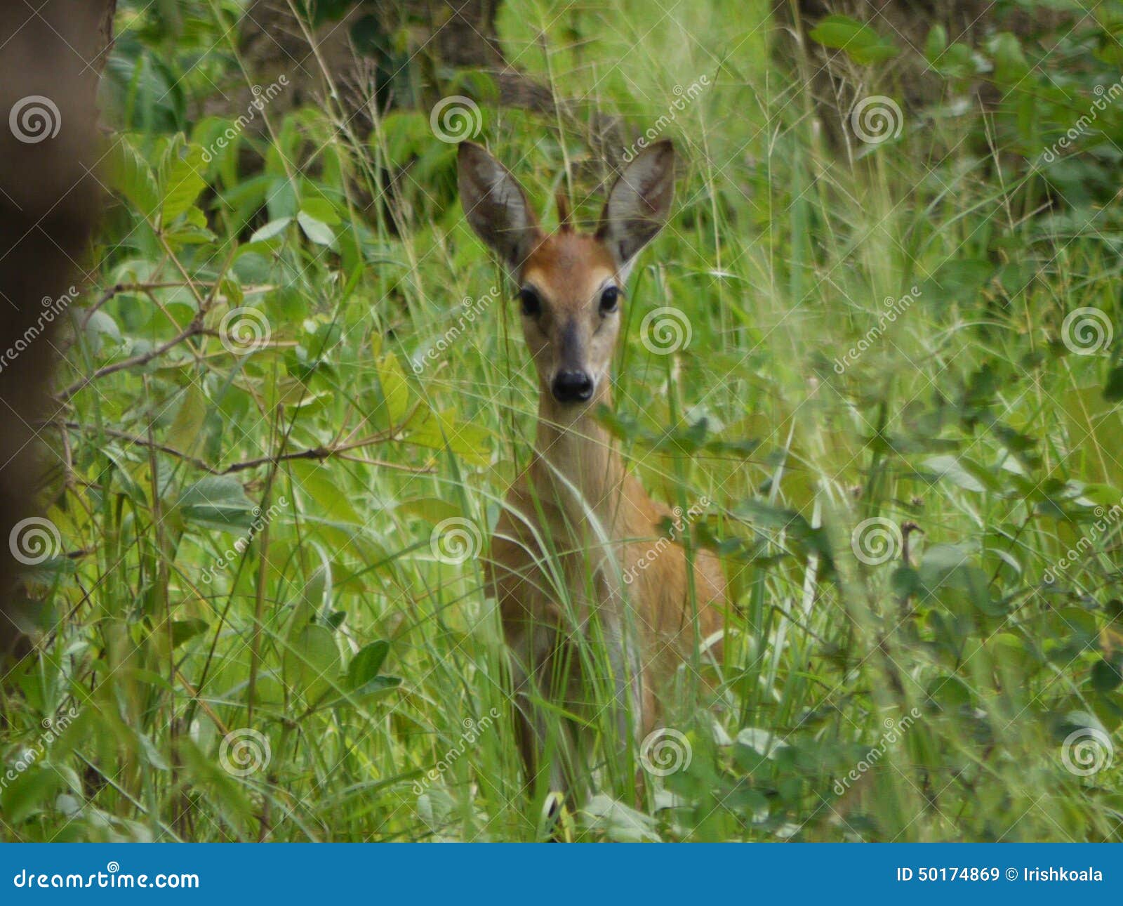 Bush duiker stock image. Image of grimmia, nature, african - 50174869