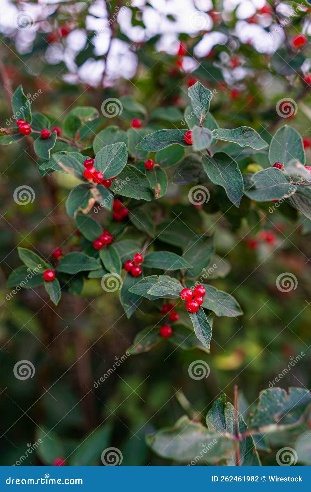 Bush of Eastern Teaberry Plant with Bright Red Berries Stock Photo ...