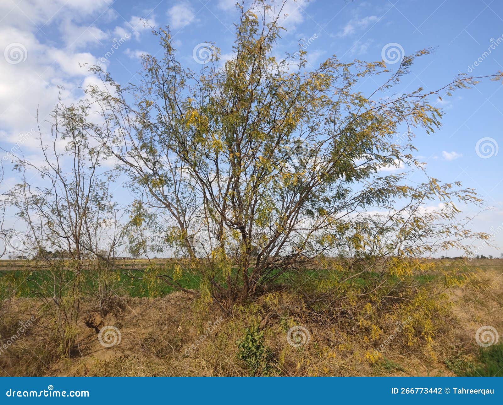 A Bush on Edge of the Field Stock Photo - Image of edge, woodland ...