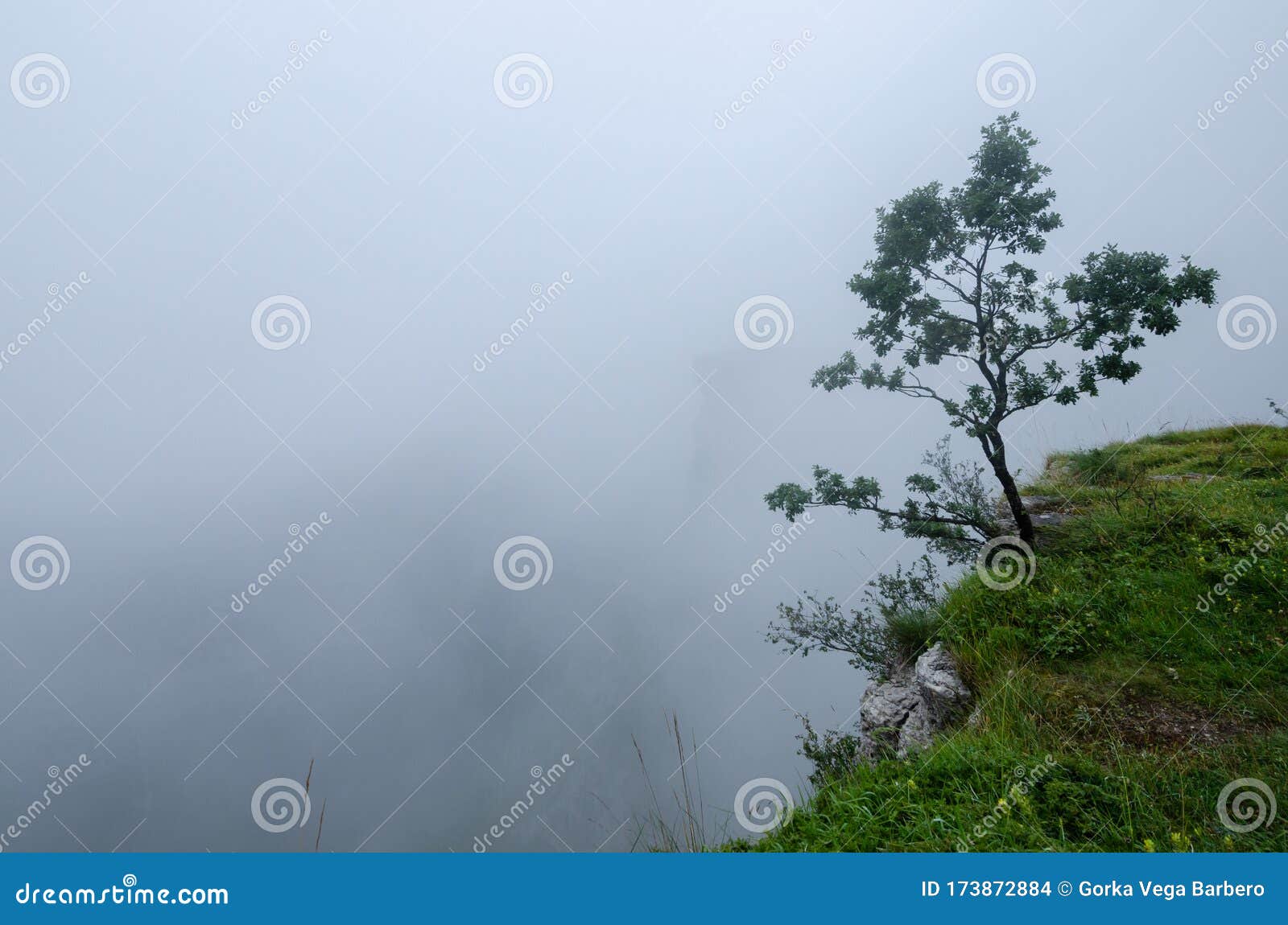Bush on the Edge of the Ravine among the Fog Stock Photo - Image of ...