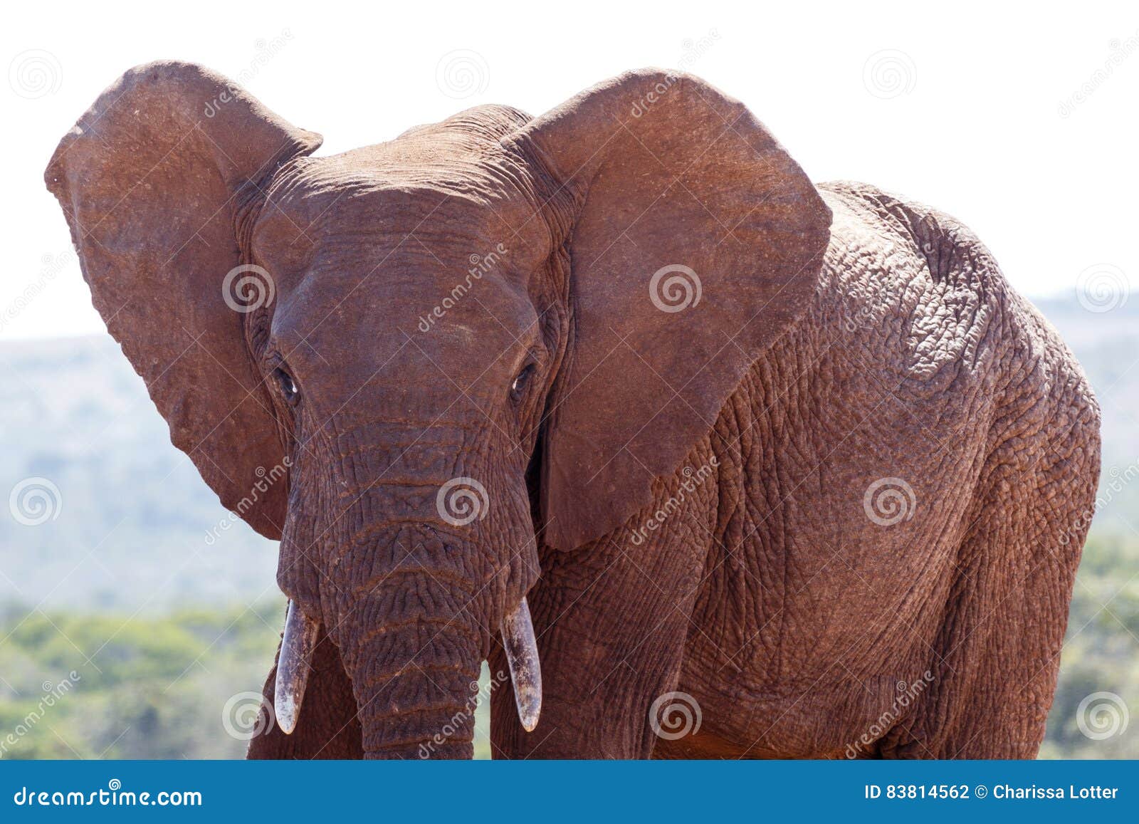 Bush Elephant with Big Ears Stock Photo - Image of dust, forest: 83814562