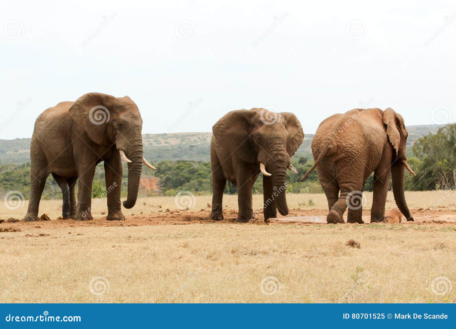 Bush Elephant Showing Who`s the Boss Stock Image - Image of africa ...
