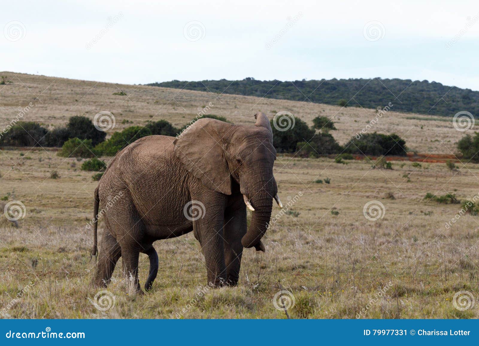 Bush Elephant Twisted Trunk Stock Photos - Free & Royalty-Free Stock ...