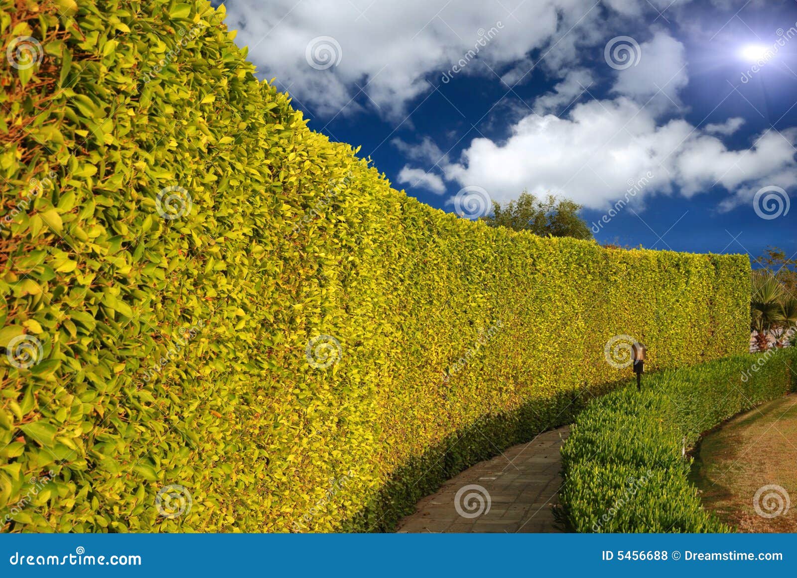 Bush fence stock photo. Image of golden, farm, light, dawn - 5456688