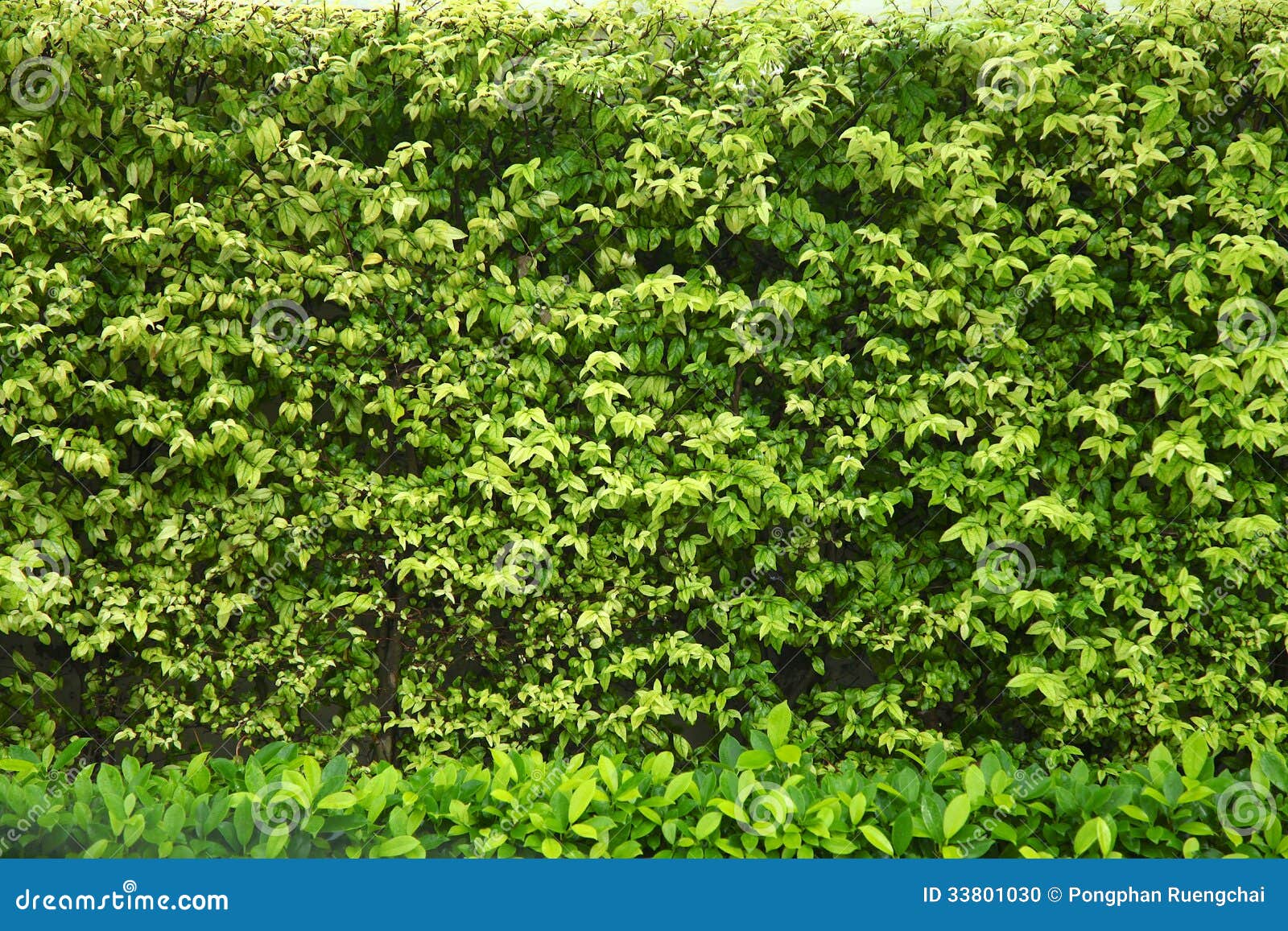 Bush fence stock photo. Image of garden, green, plants - 33801030