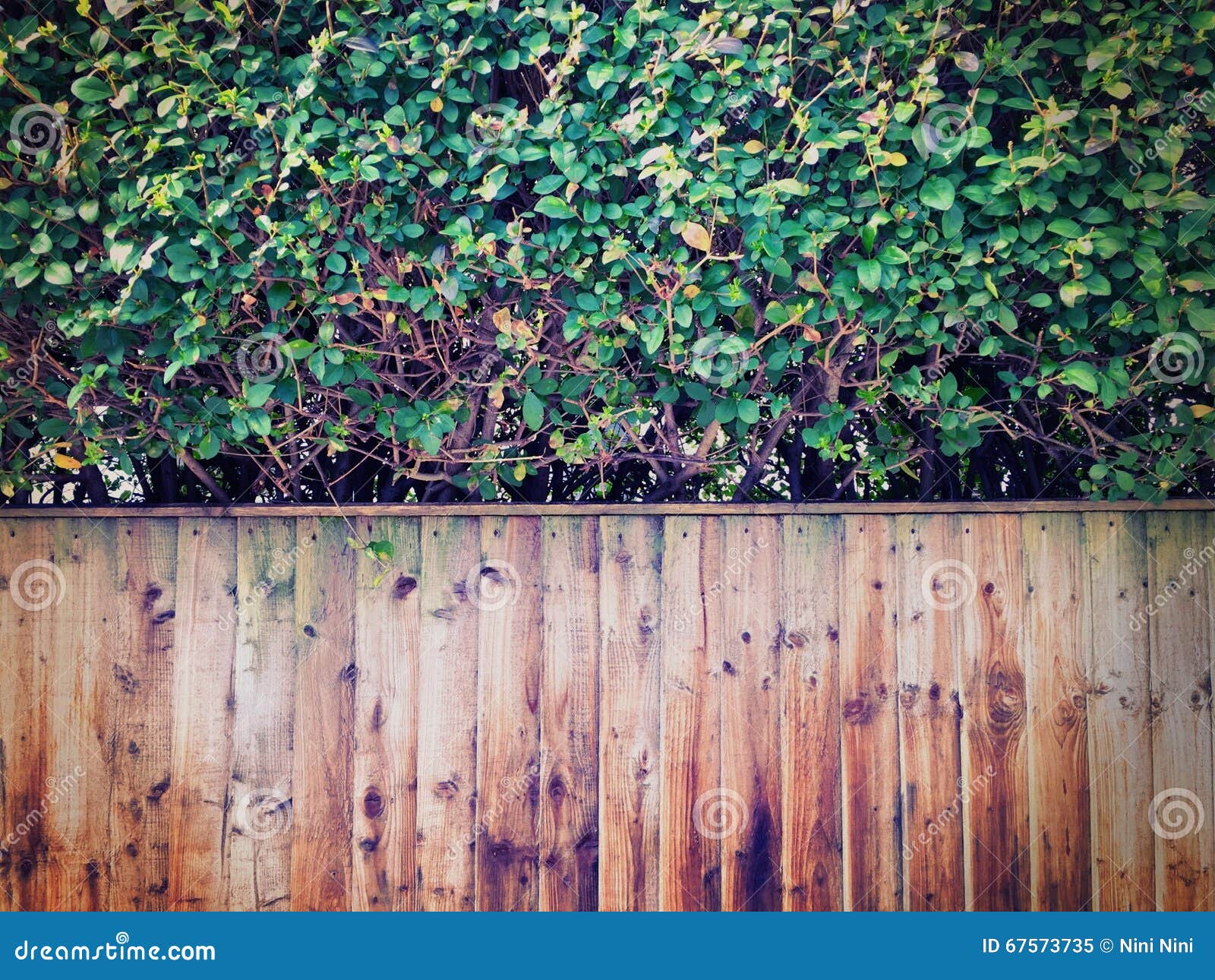 Bush and fence stock image. Image of outdoors, wooden - 67573735