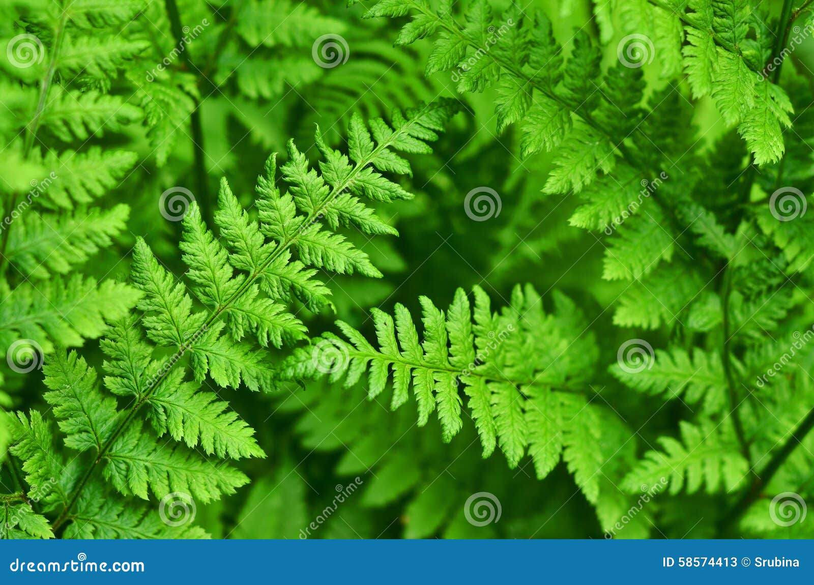 Bush of fern stock image. Image of closeup, meadow, foliage - 58574413