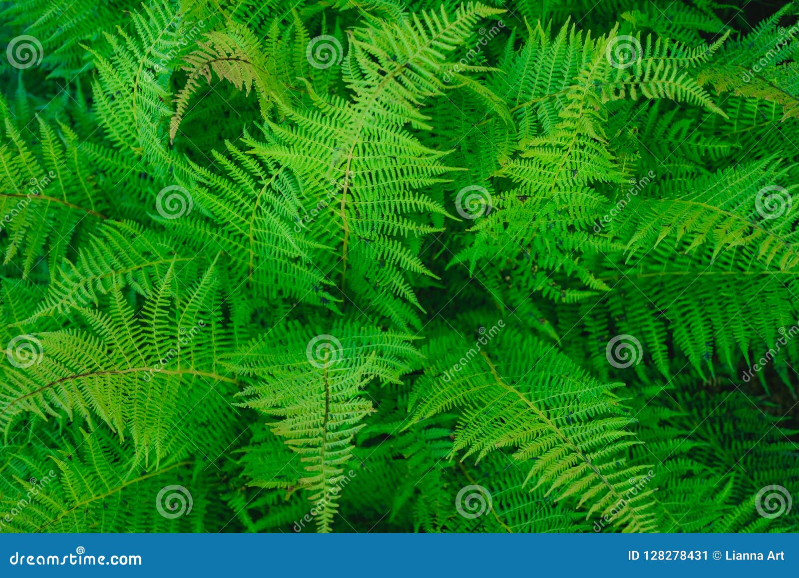Bush of a Fern Leaves in the Summer Forest Stock Image - Image of ...