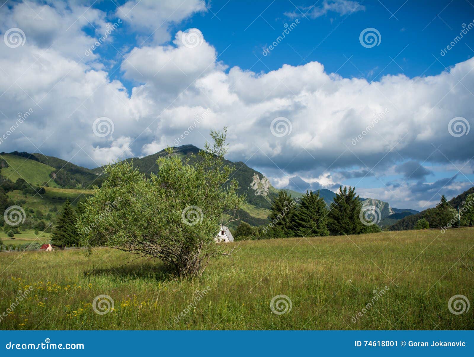 Bush on field stock image. Image of nature, environment - 74618001