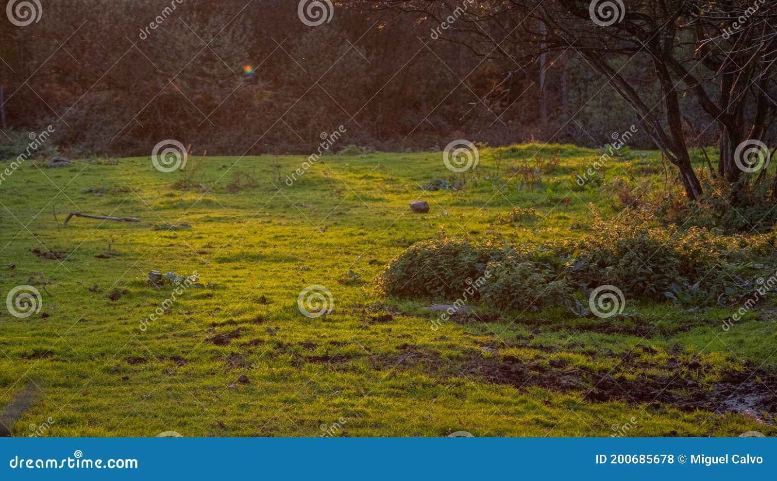 Bush in a Field with the Sunset Light Stock Photo - Image of scenery ...