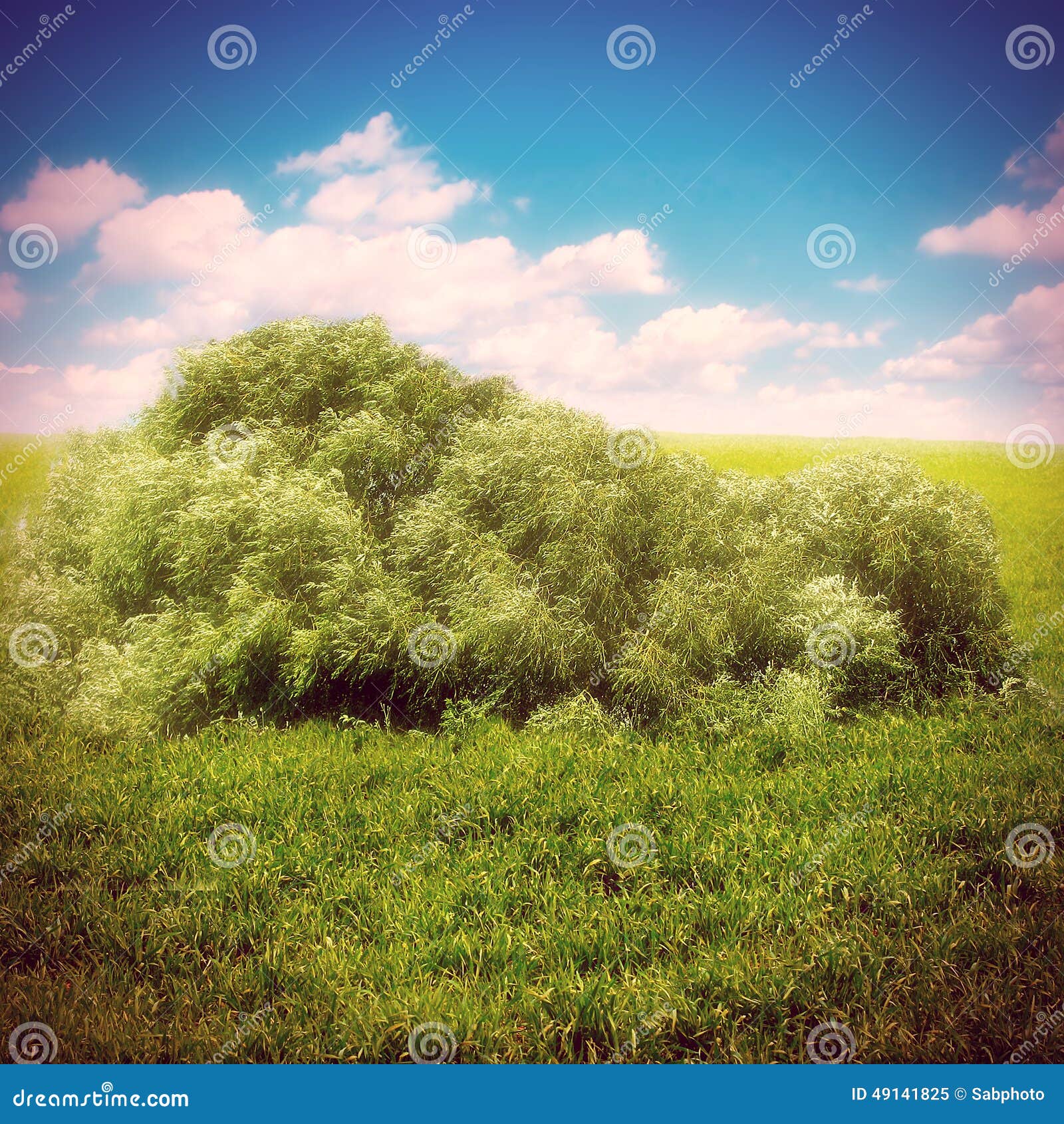 Bush in the Fields stock image. Image of rural, beautiful - 49141825