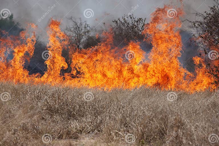 Bush fire stock photo. Image of burning, forest, fire - 10878286
