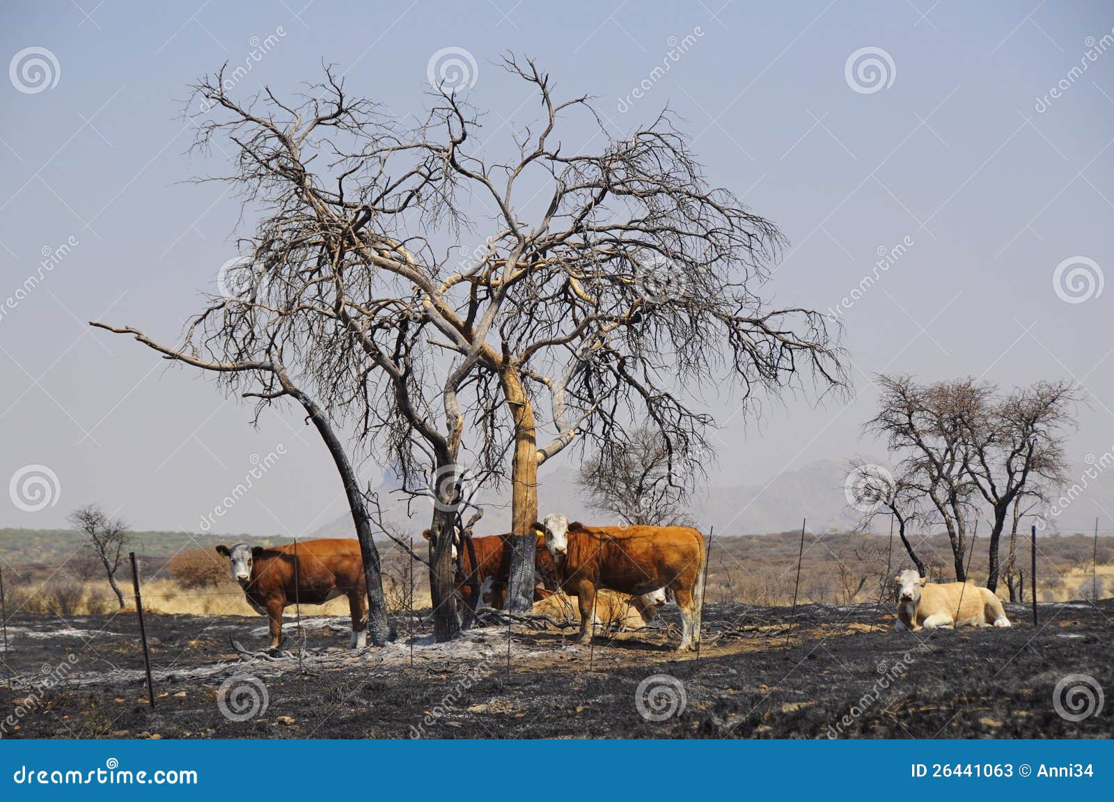 Bush fire stock image. Image of agriculture, namibia - 26441063