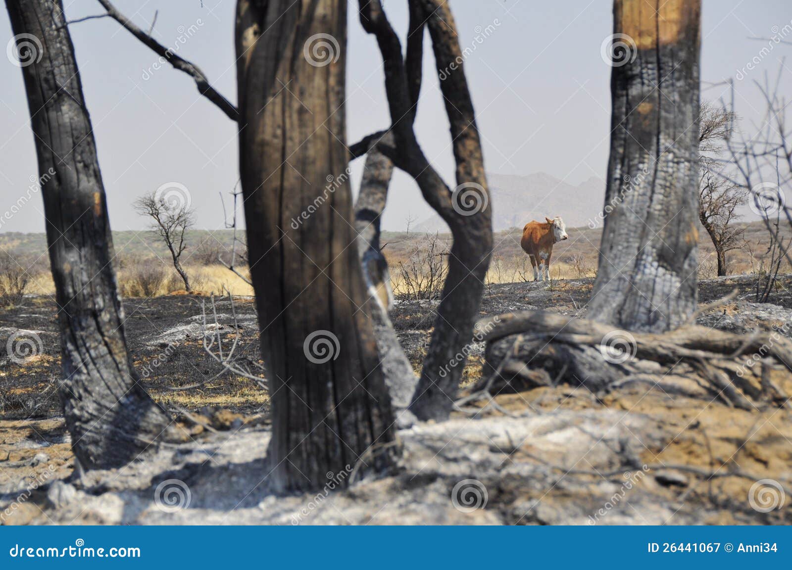 After bush fire stock image. Image of vegetation, tree - 26441067