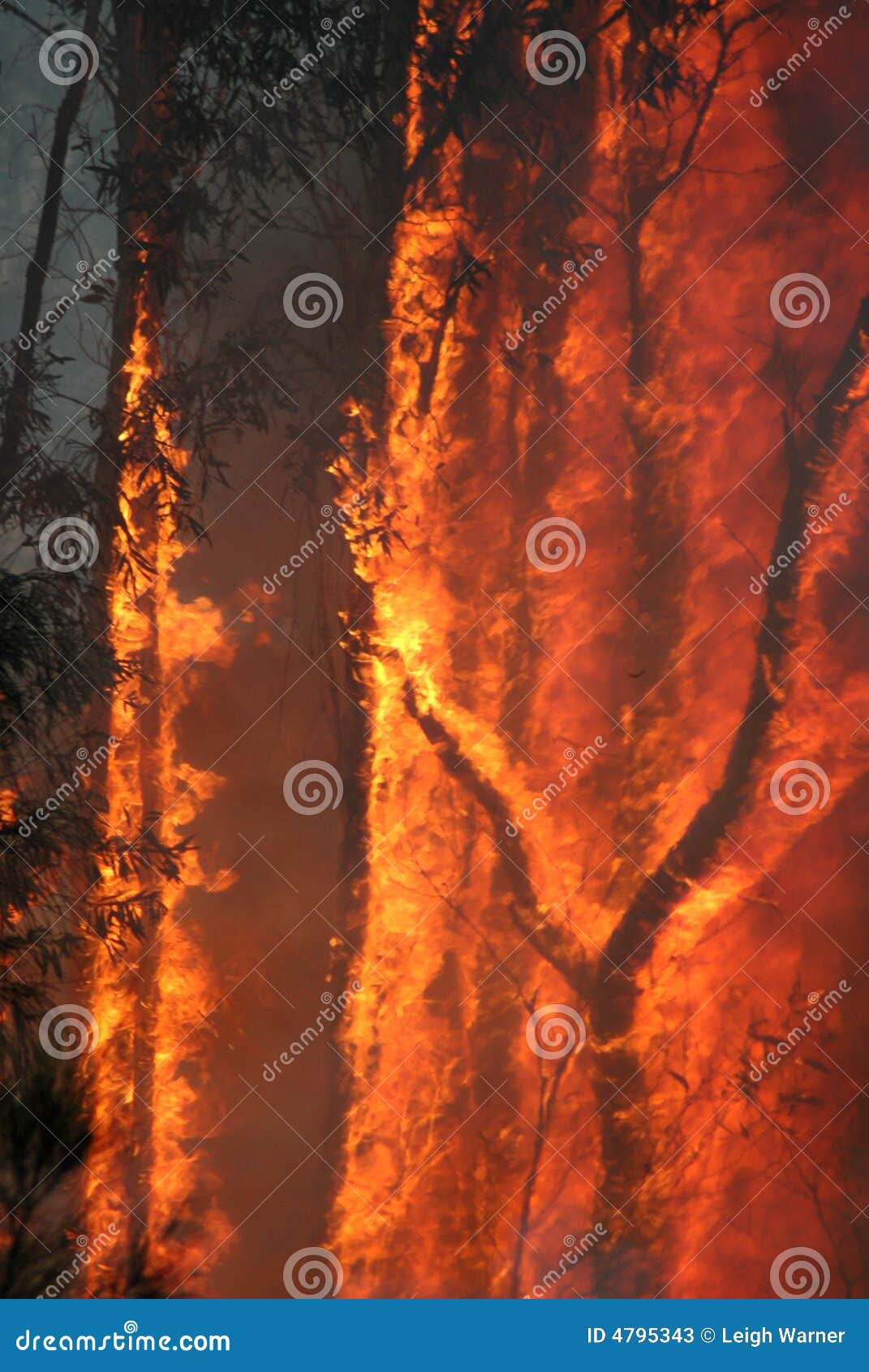 Bush Fire Scene Stock Photography | CartoonDealer.com #320