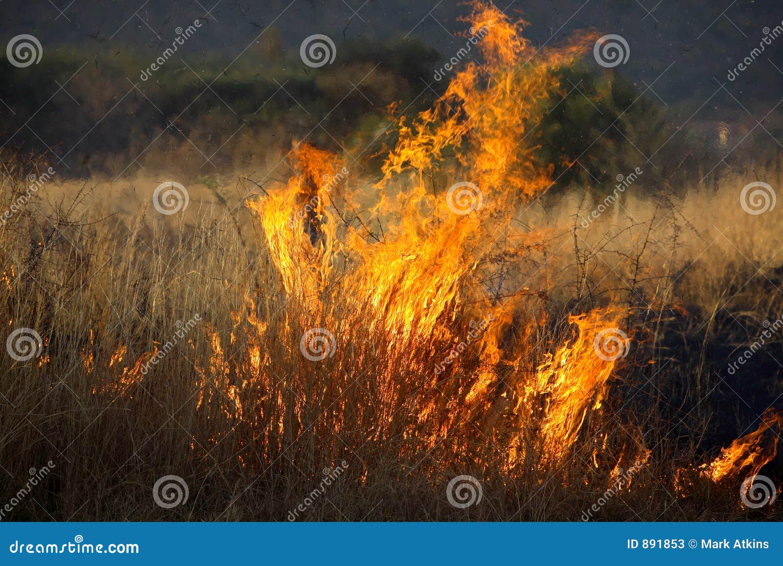 Bush Fire stock image. Image of bush, veld, burning, grass - 891853