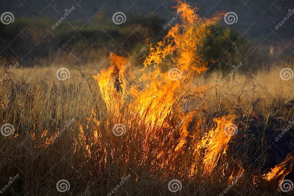 Bush Fire stock image. Image of bush, veld, burning, grass - 891853