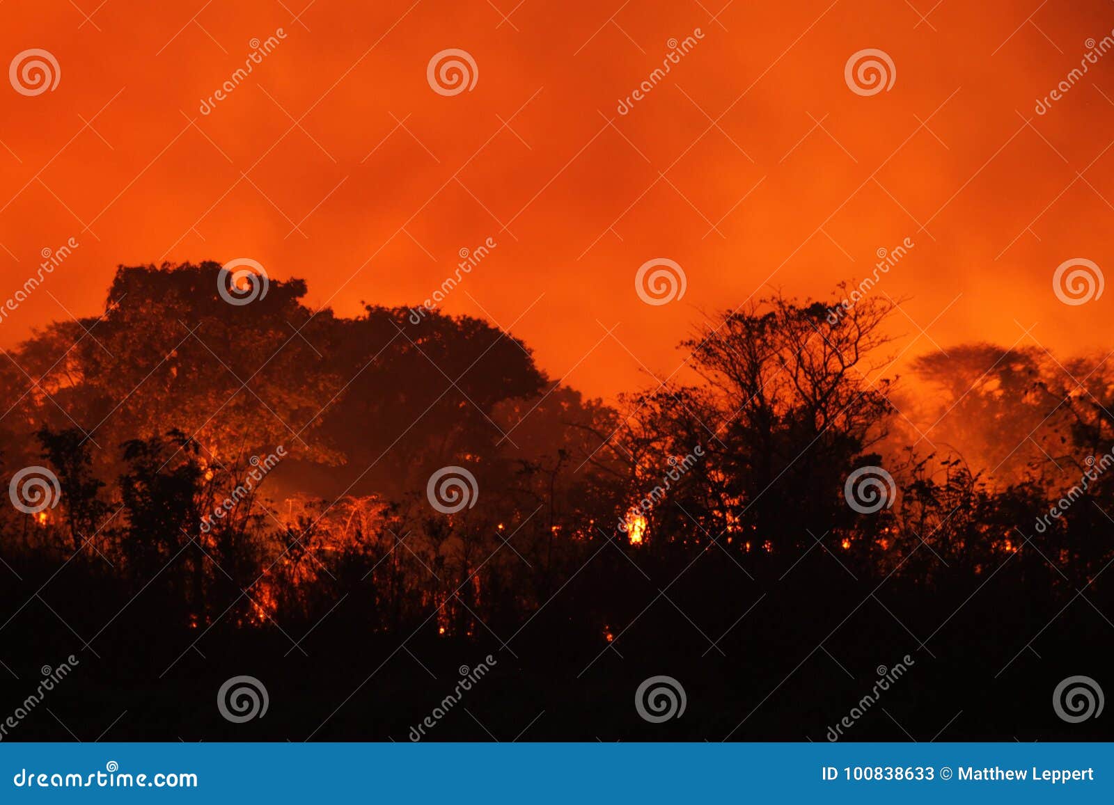 Bush Fire stock image. Image of trees, burn, african - 100838633
