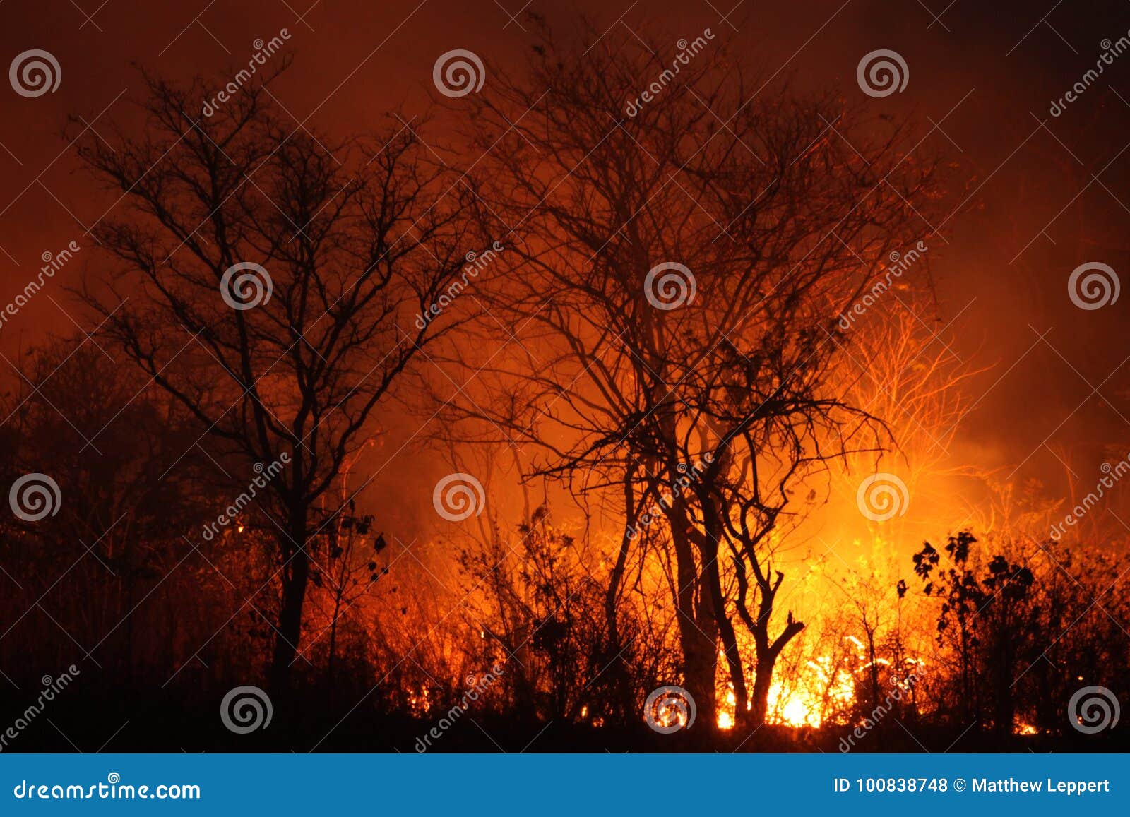 Bush Fire stock photo. Image of night, wildfire, bush - 100838748