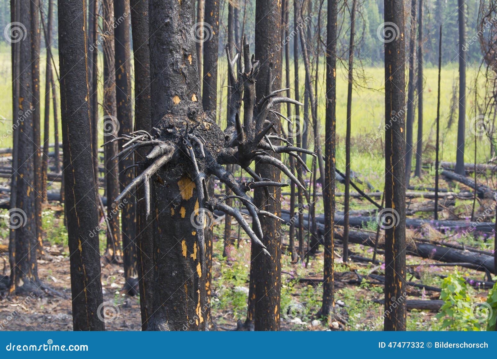 Bush fire 1141 stock photo. Image of fireplace, carbonize - 47477332