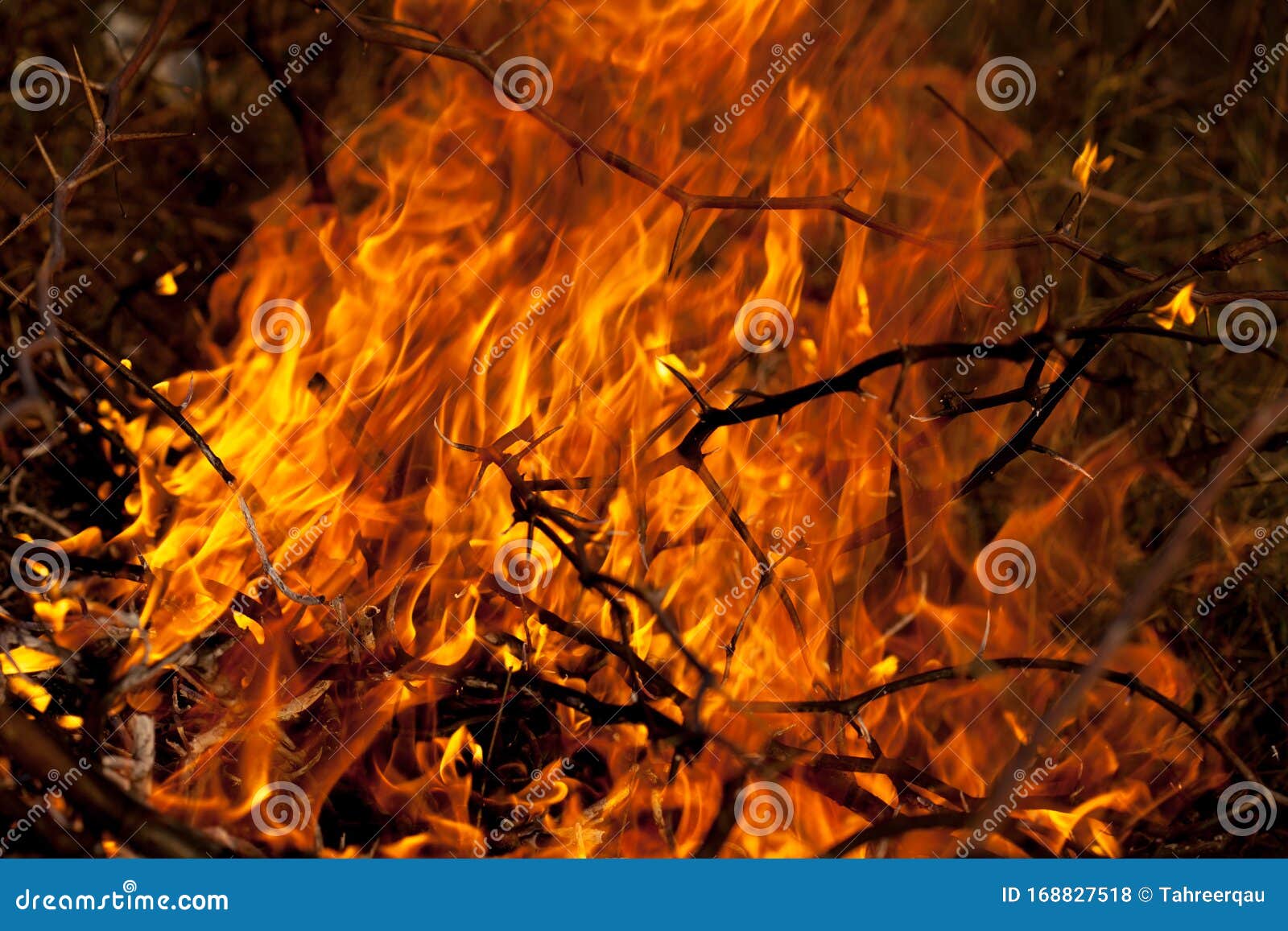 Bush fire stock photo. Image of bush, fire, bushes, disaster - 168827518