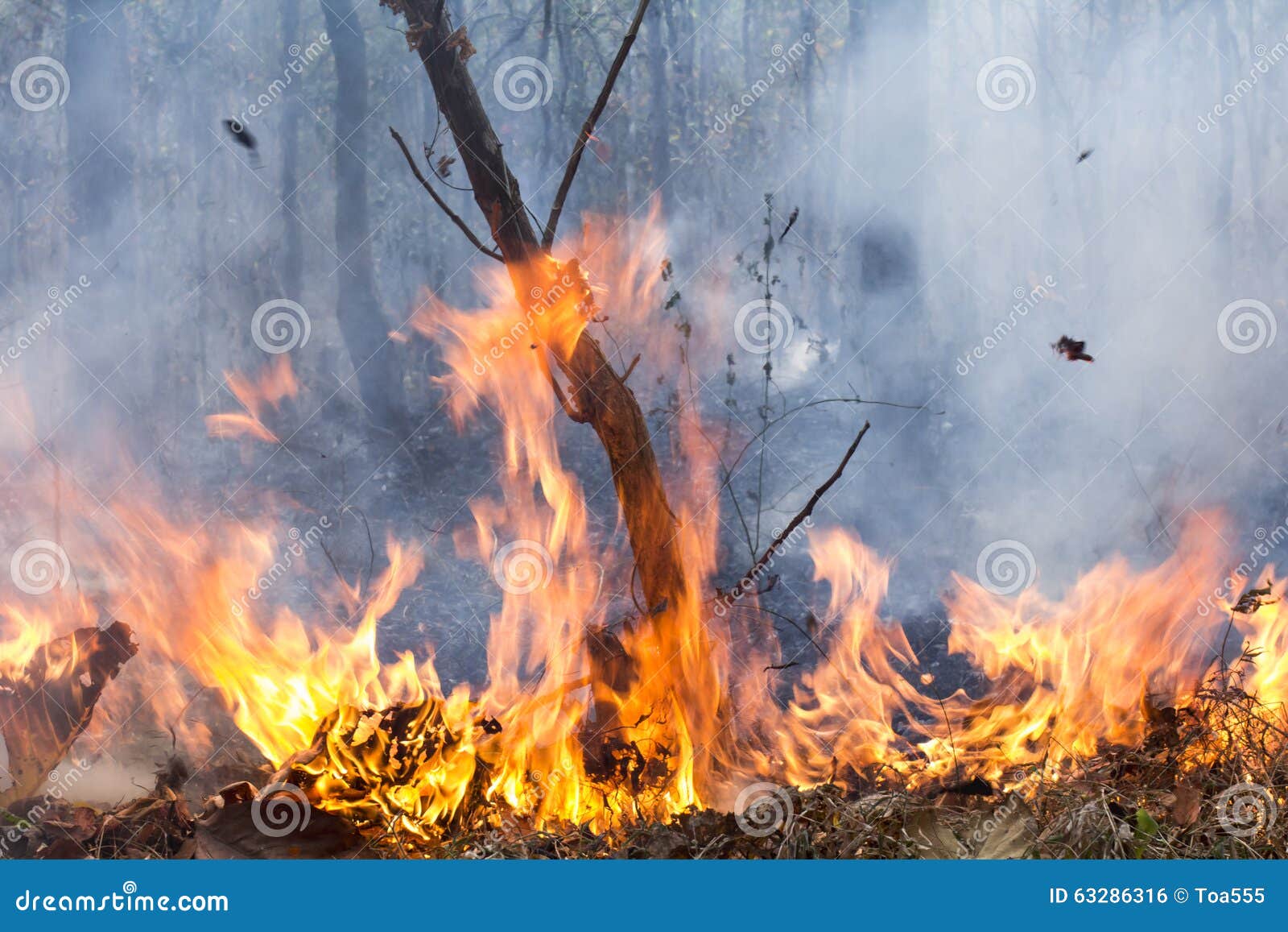 Bush Fire Destroy Tropical Forest Stock Photo - Image of nature, tree ...
