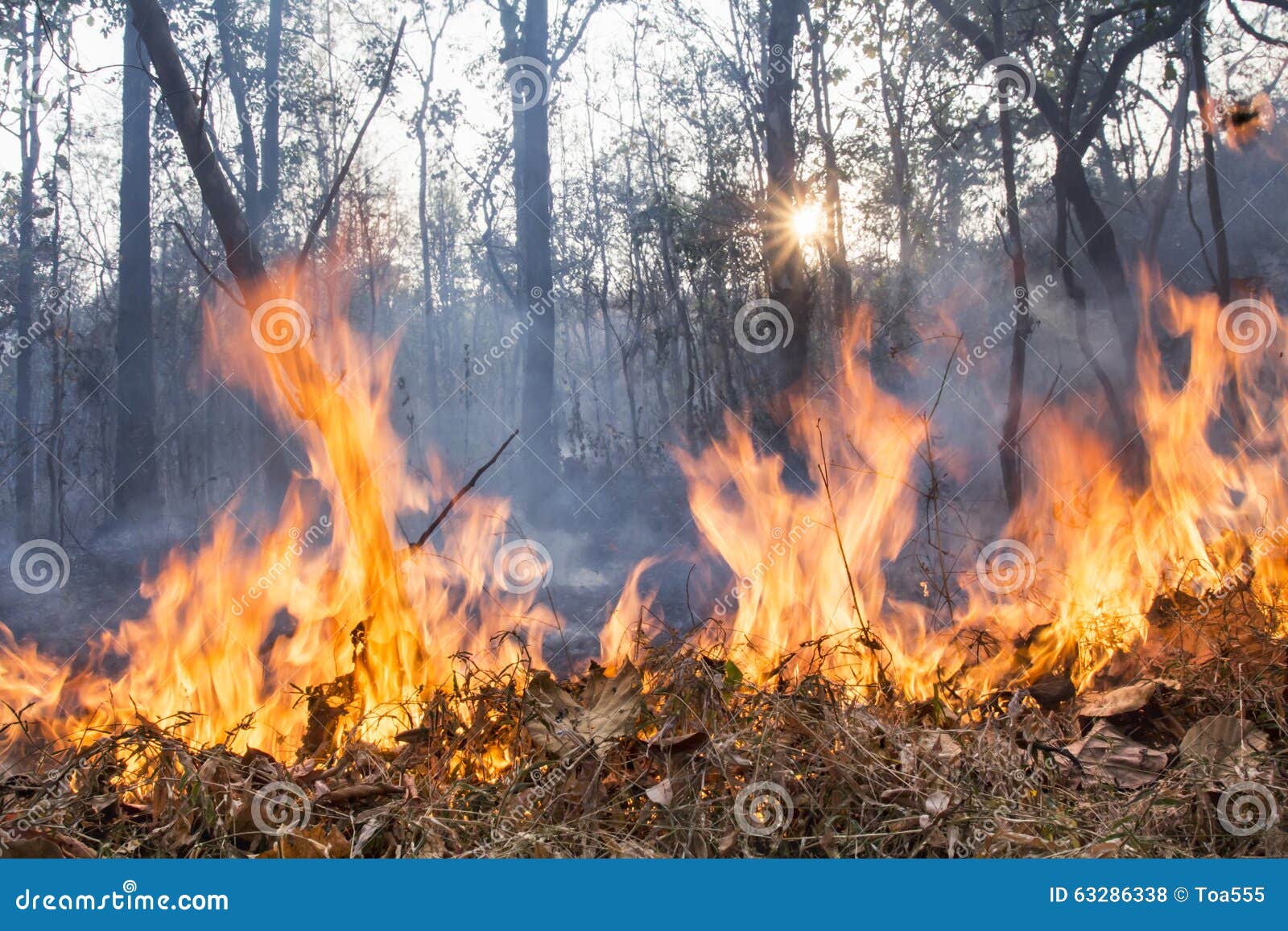 Bush Fire Destroy Tropical Forest Stock Photo - Image of natural ...