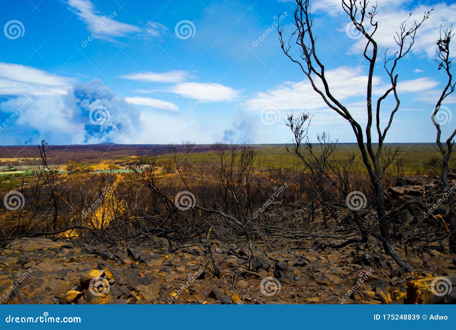 Bush Fire Burnt Trees stock image. Image of devastation - 175248839