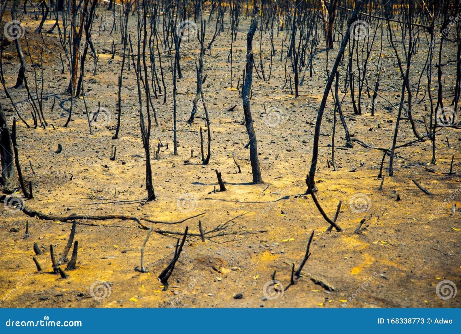 Bush Fire Devastation stock image. Image of tree, destruction - 168338773