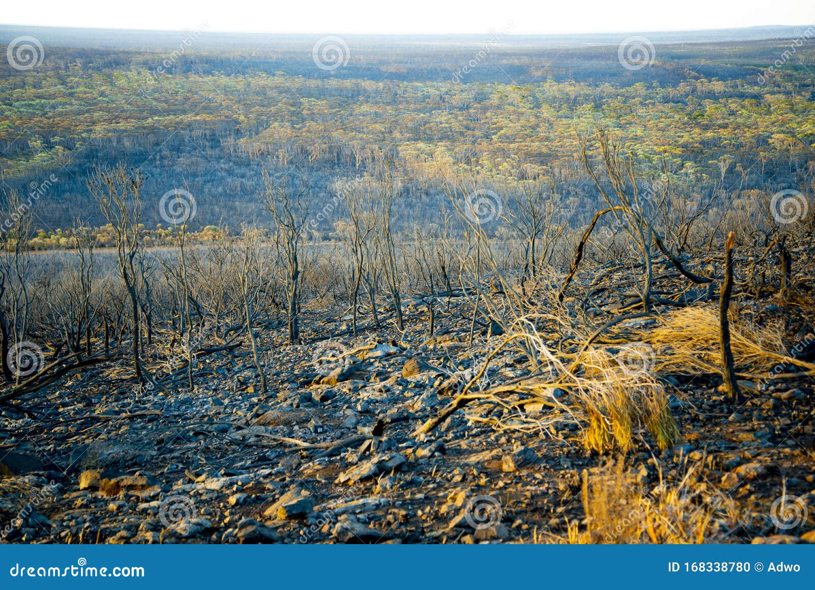 Bush Fire Devastation stock photo. Image of australia - 168338780