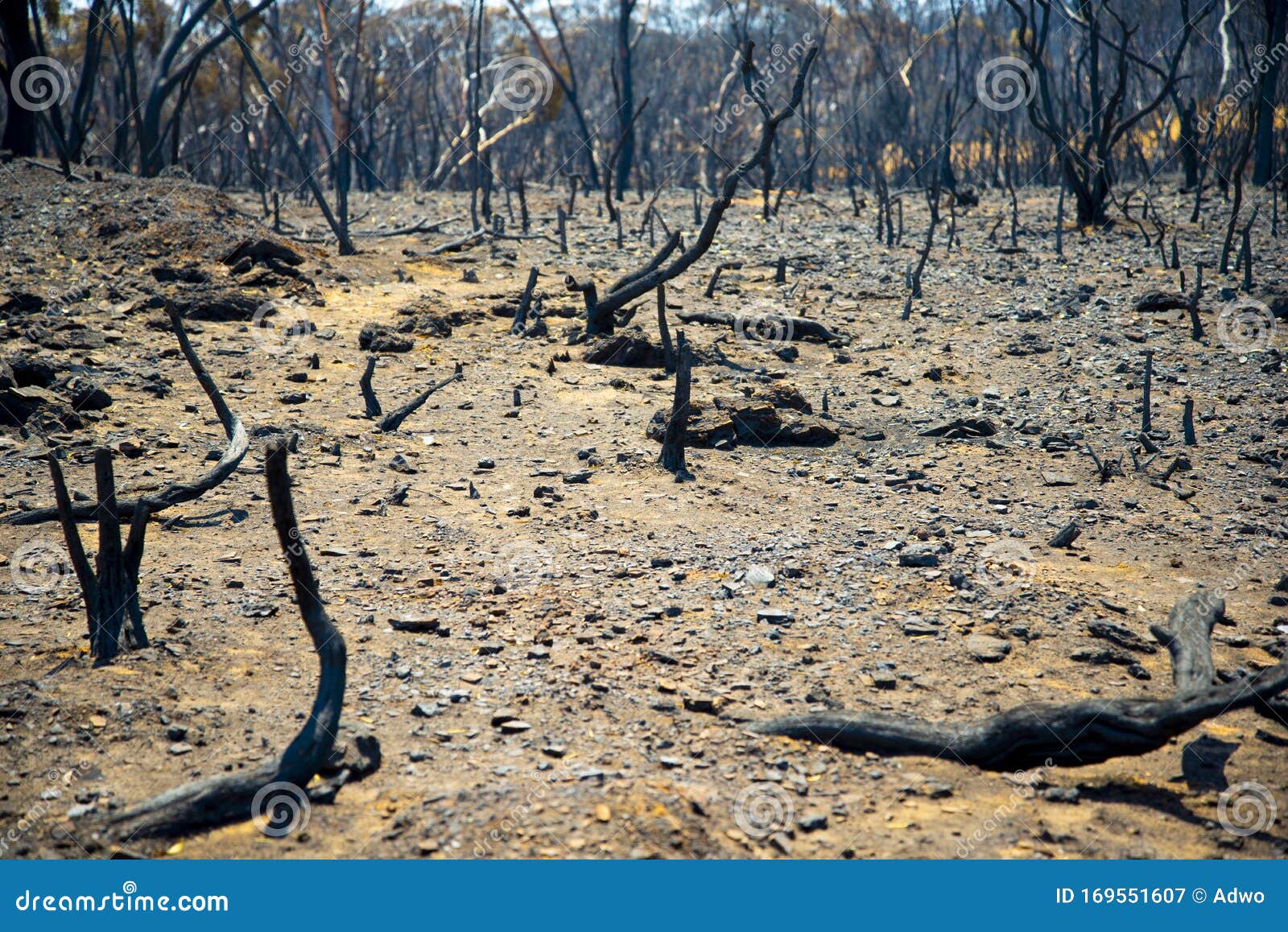 Bush Fire Devastation stock image. Image of tree, forest - 169551607