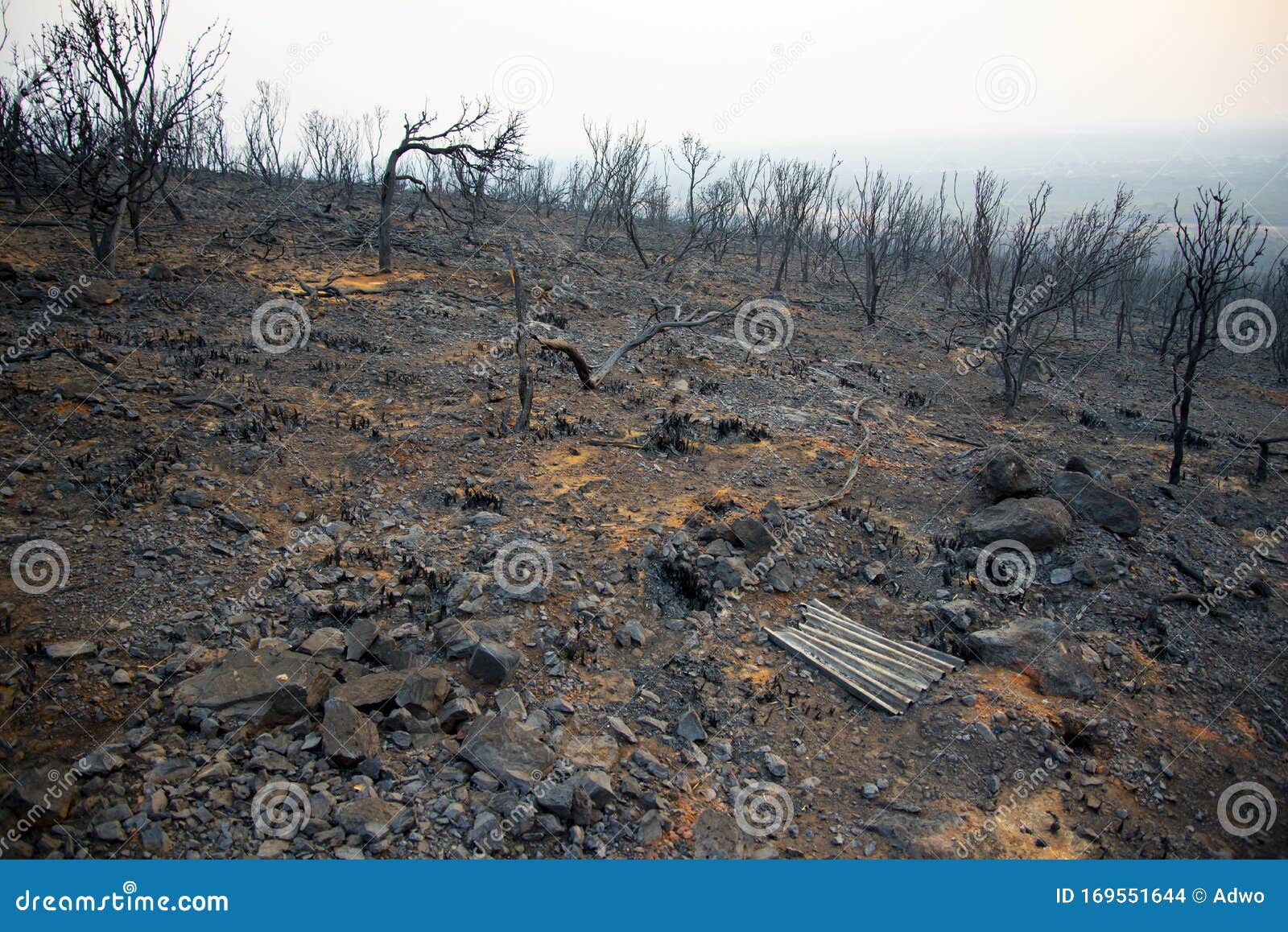 Bush Fire Devastation stock photo. Image of tree, emergency - 169551644