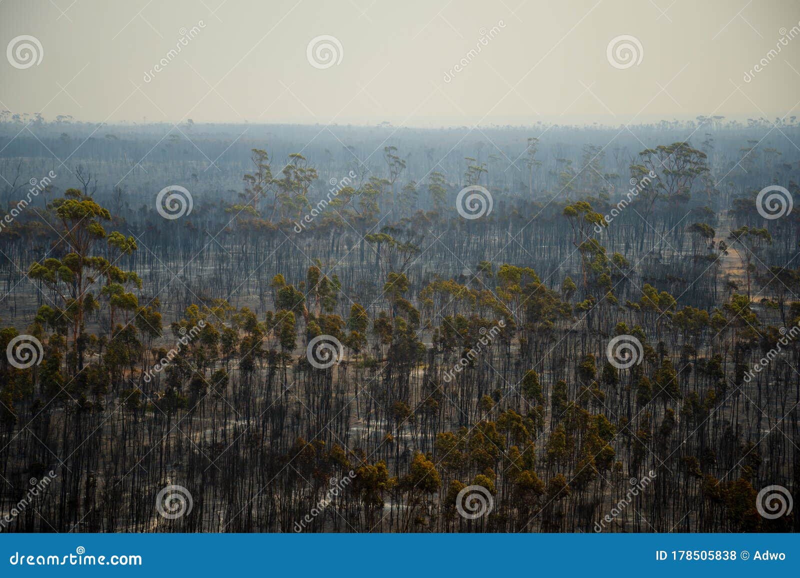 Bush Fire Devastation stock photo. Image of outdoor - 178505838