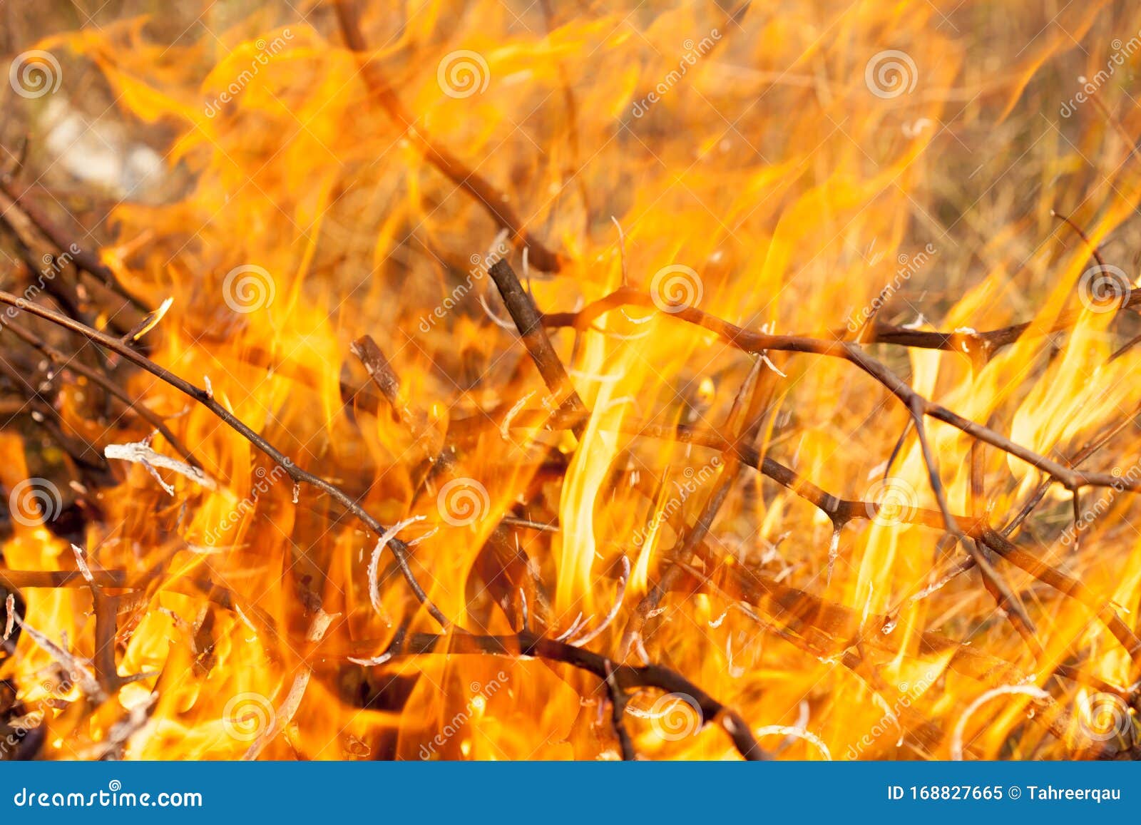 Bush fire and flames stock image. Image of disaster - 168827665
