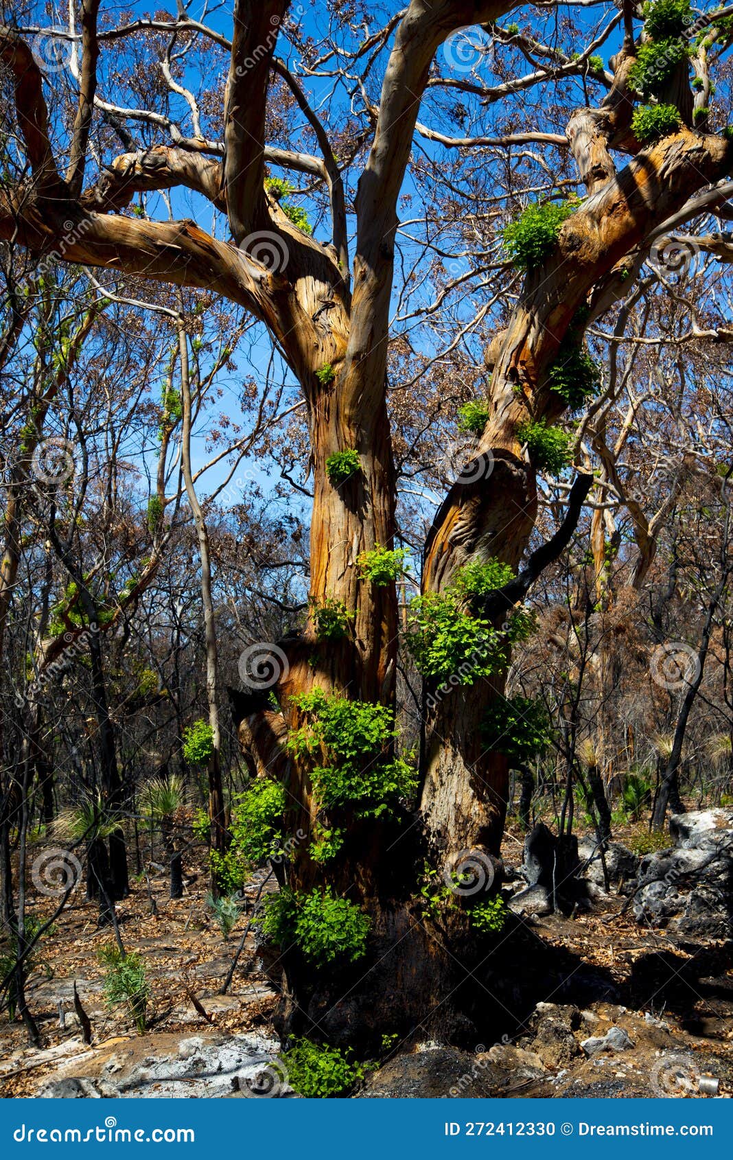 Forest Growth Regeneration stock photo. Image of grass - 272412330