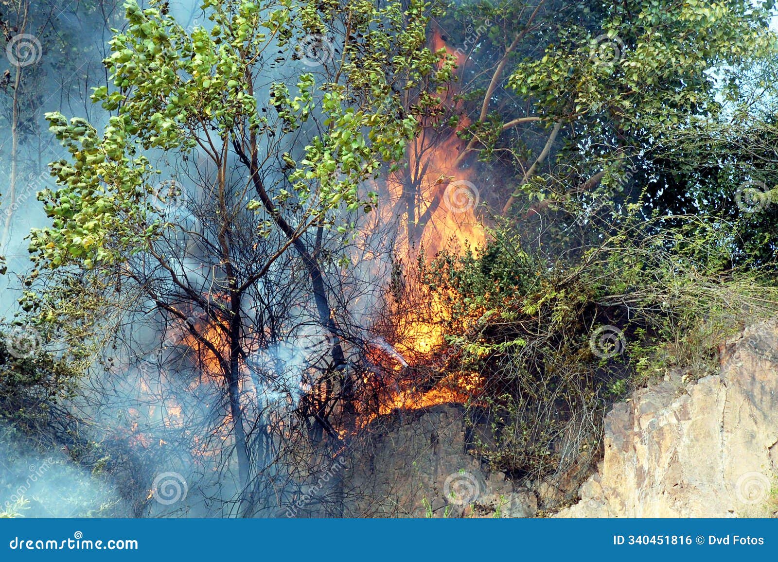 Indian forest fire india editorial photo. Image of reflection - 340451816