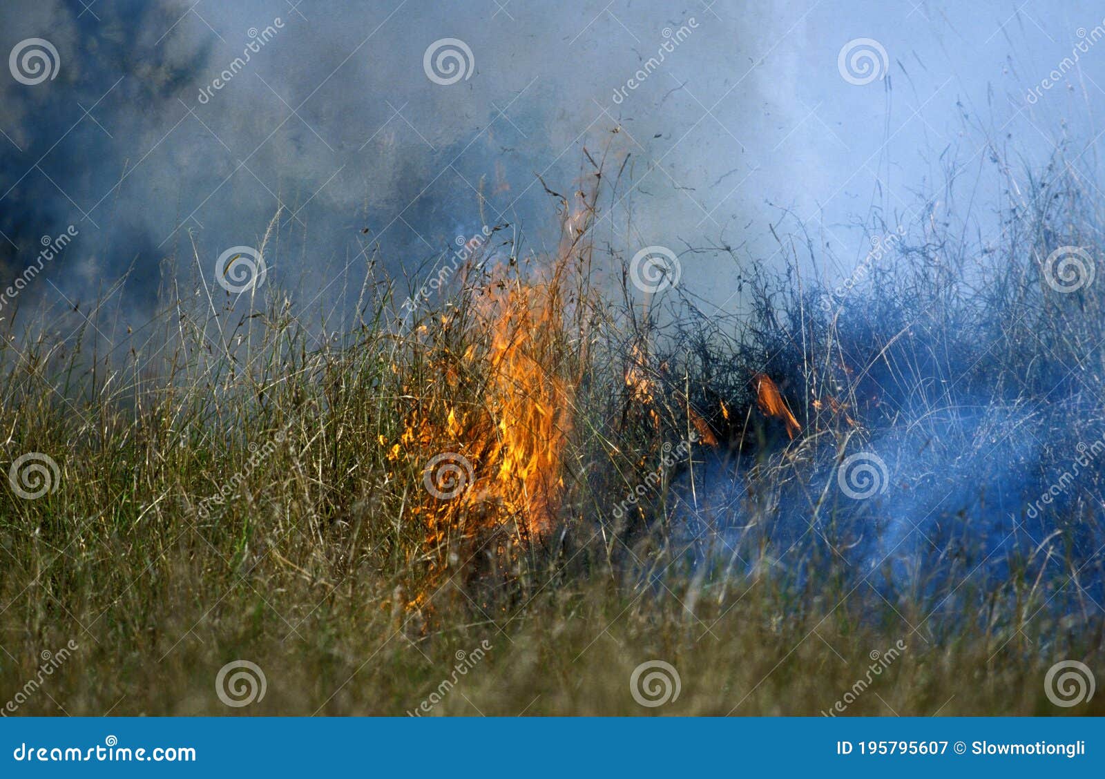 Bush Fire, Masai Mara Park in Kenya Stock Image - Image of outdoor ...