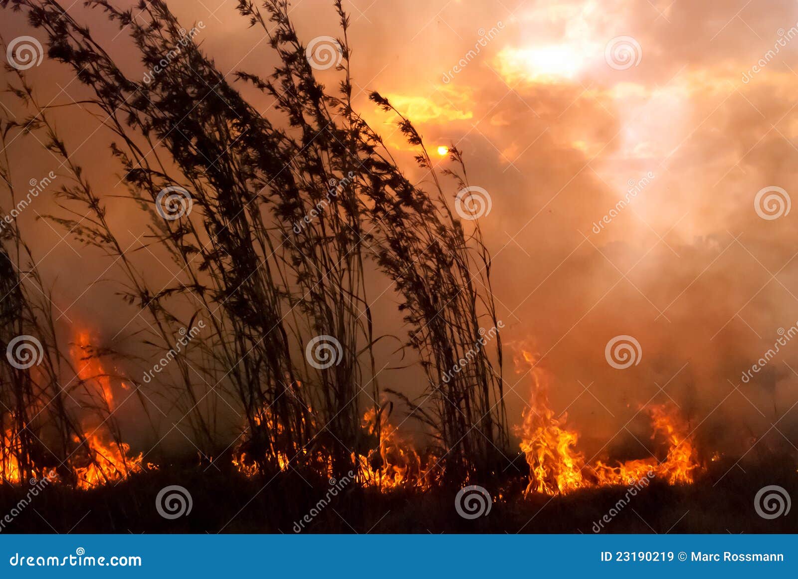 Bush Fire Sunset stock image. Image of smoky, orange - 23190219