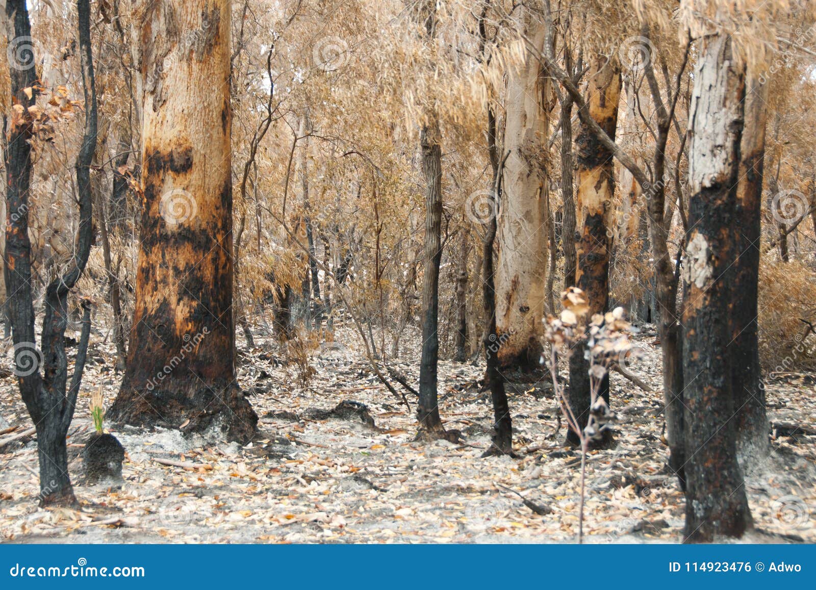 Bush Fire Trees stock photo. Image of bush, black, eucalyptus - 114923476