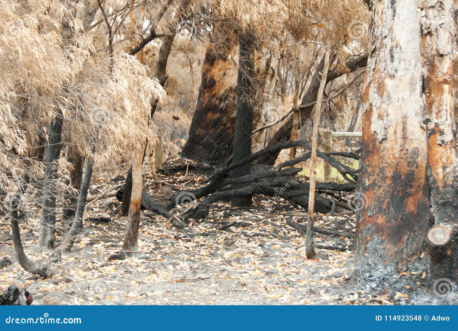 Bush Fire Trees stock photo. Image of fire, heat, forest - 114923548