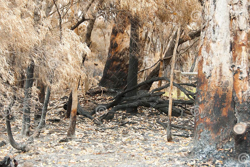 Bush Fire Trees stock photo. Image of fire, heat, forest - 114923548