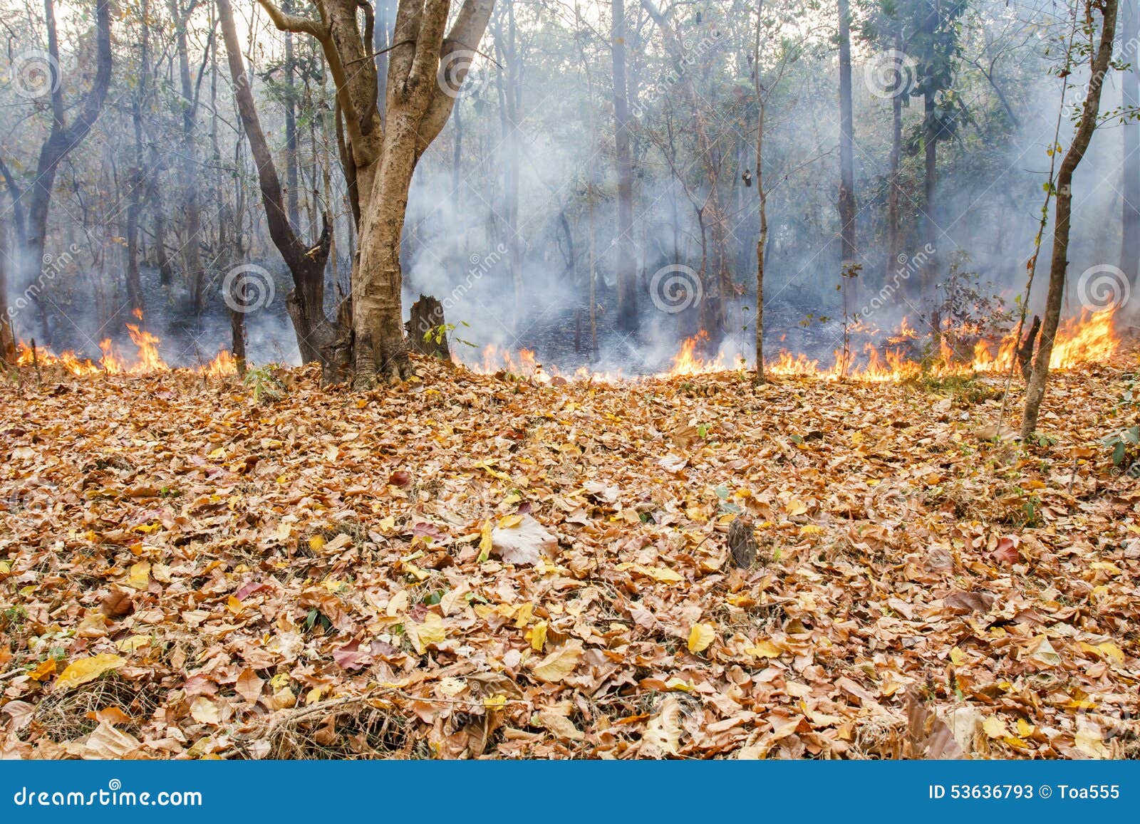 Bush Fire in Tropical Forest Stock Image - Image of forest, environment ...