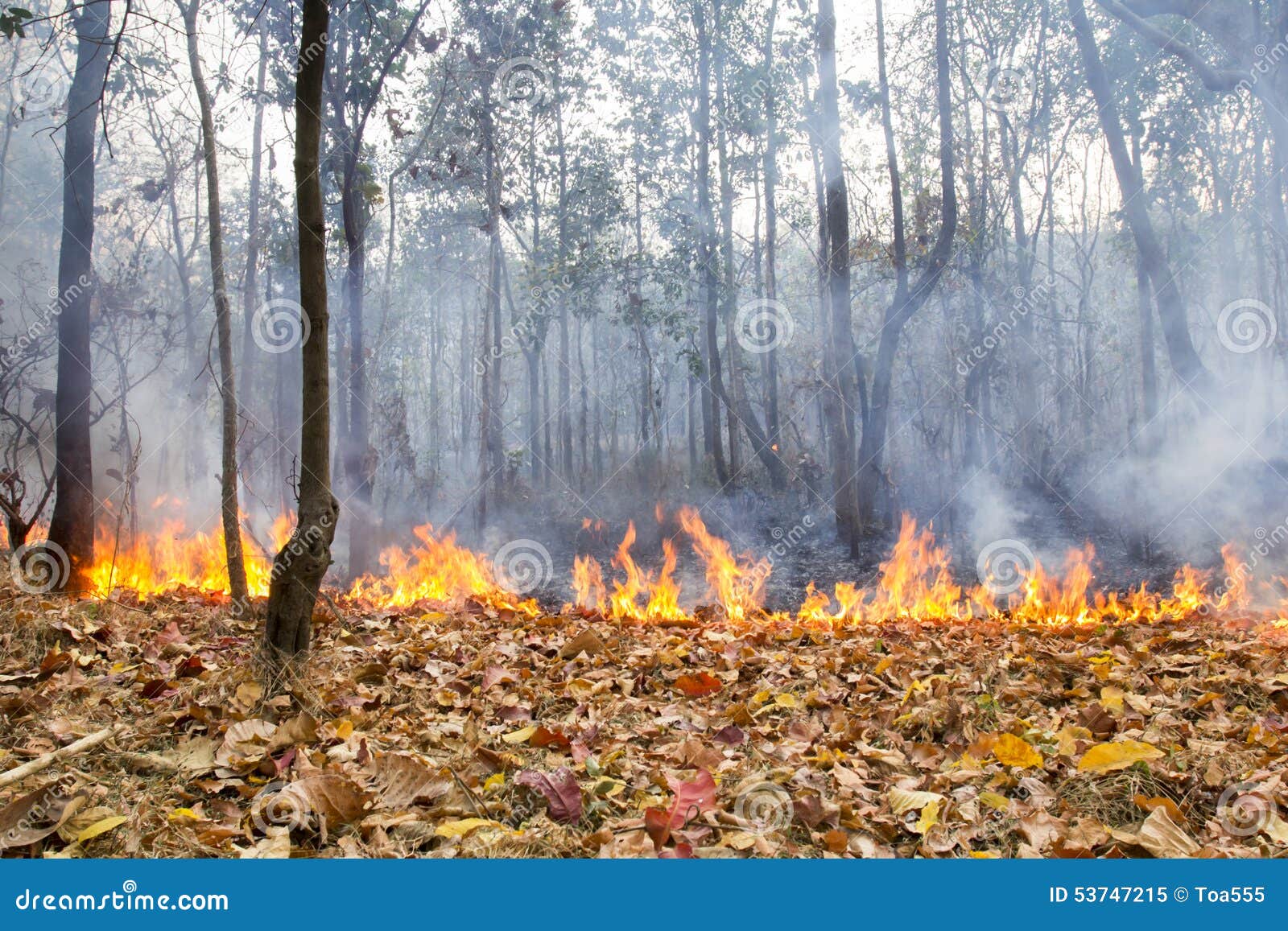 Bush Fire in Tropical Forest Stock Image - Image of flames, smoke: 53747215