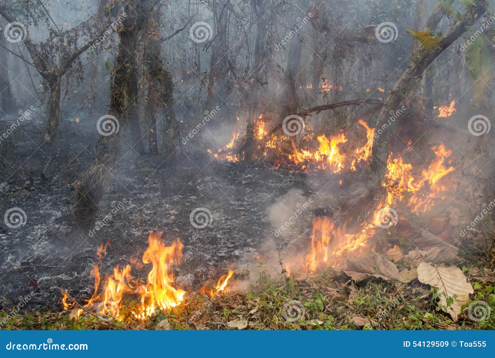 Bush Fire in Tropical Forest Stock Image - Image of flame, thailand ...
