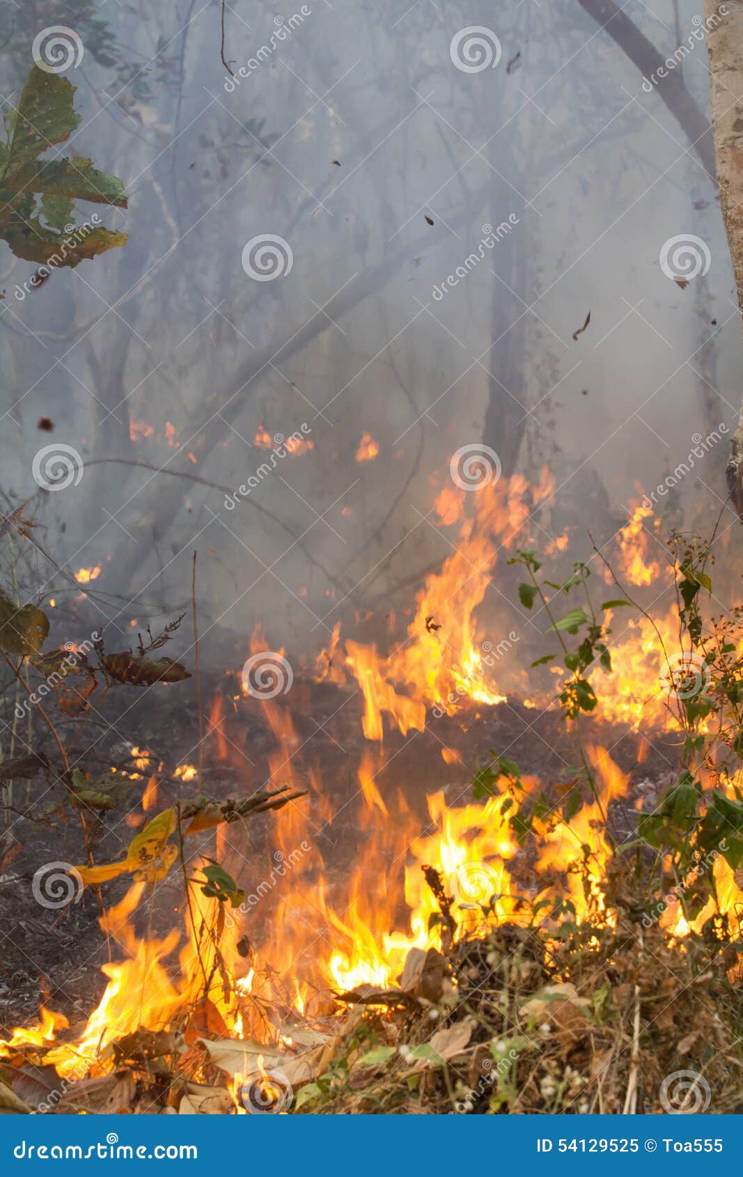 Bush Fire in Tropical Forest Stock Image - Image of tropical ...