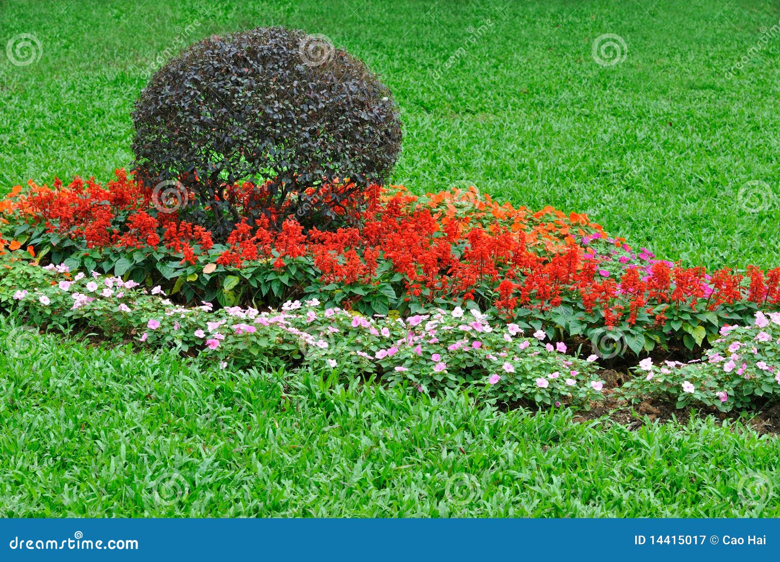 Bush and Flower Cluster in Garden Stock Image - Image of bush, tree ...