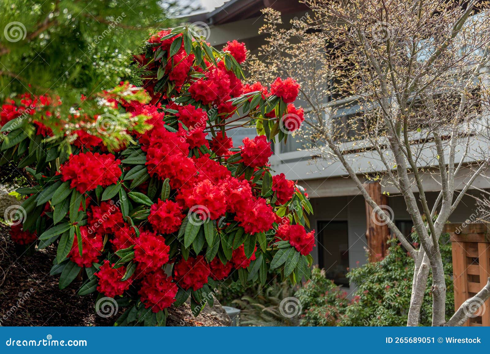 Bush of Flowering Rhododendron in the Backyard Stock Image - Image of ...