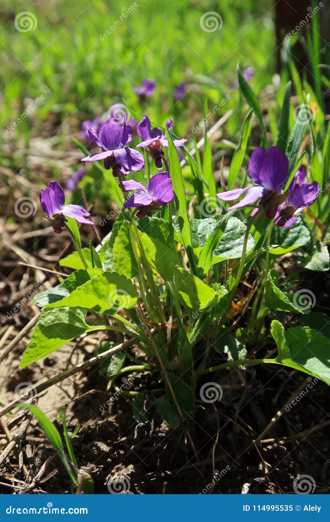 Bush of flowering violets stock image. Image of stem - 114995535